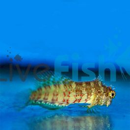 Lawnmower Blenny MED "Delivered to your door in Australia''