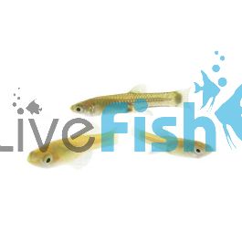 Live Feeder Fish - Locally Bred 2cm "Delivered to your door in Australia''