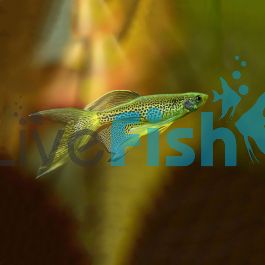 LongFin Leopard Danio 3.5cm "Delivered to your door in Australia''
