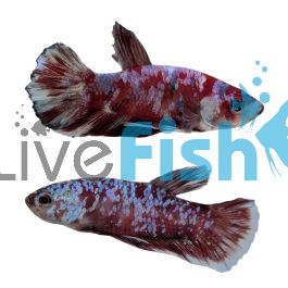 Male Betta Select Plakat Barongsai 4cm "Delivered to your door in ...