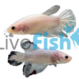 Male Betta Shortfin Cellophane 5cm "Delivered to your door in Australia''