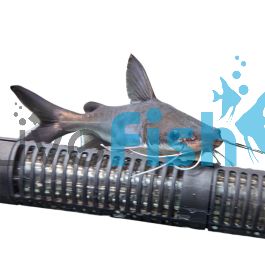 Boofhead Catfish 15cm 'Delivered to your door in Australia'