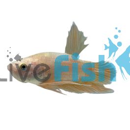 Male Shortfin Dragon Gold Betta 4cm "Delivered to your door in Australia''