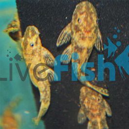 Mable Bristlenose Catfish 4cm "Delivered to your door in Australia''