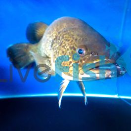 Mary River Cod 30-35cm (Captive Bred) "Delivered to your door in ...