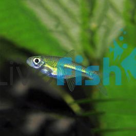 Green neon rasbora Microdevario kubotai delivered to your door in Australia