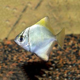 Mono Argent Brackish - 2cm "Delivered to your door in Australia''