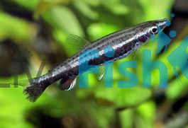 ROCKET TAIL PENCILFISH Nannostomus eques Delivered to your door