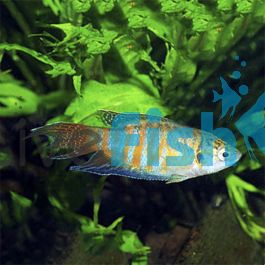 Paradise Fish 4cm | Fast Delivery Australia-wide