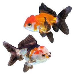 Oranda Multi Colour 9cm | Fast Delivery Australia-wide