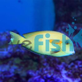 Tang - Orange Shoulder Surgeon Juvenile Wild Harvested "Delivered to ...