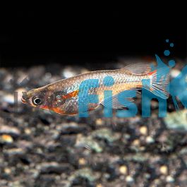 Neon Blue Rice Fish 2cm "Delivered to your door in Australia''