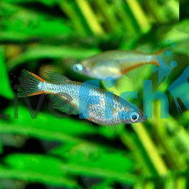 Neon Blue Rice Fish 3cm | Fast Delivery Australia-wide