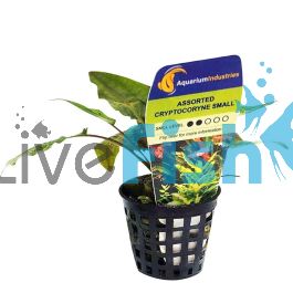 Assorted Cryptocoryne Small - Pot "Delivered to your door in Australia''