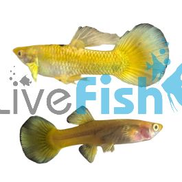 Pair Full Gold Guppy 3.5cm "Delivered to your door in Australia''
