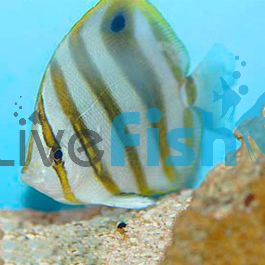 Ocellate Butterflyfish MED "Delivered to your door in Australia''