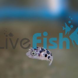 Pea Puffer 1cm | Fast Delivery Australia-wide