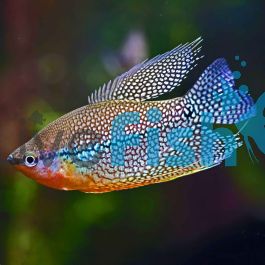 Lace Pearl Gourami XL 9cm "Delivered to your door in Australia''
