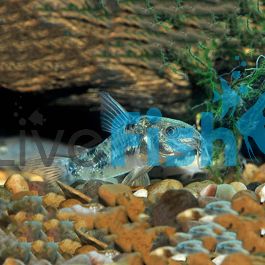 Peppered Cory 4.5cm "Delivered to your door in Australia''