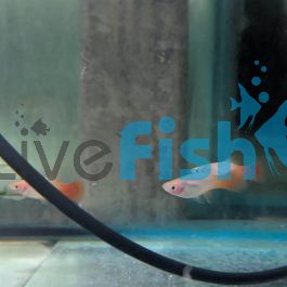 Peppermint Platy 4cm "Delivered to your door in Australia''