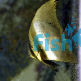 orbicular batfish diet