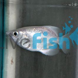 Platinum Archer Fish 9cm "Delivered to your door in Australia''