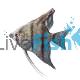 Peru Altum Angelfish 4.5cm | Fast Delivery Australia-wide