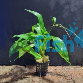 Polygonum - Native Blue Stricta - Bunch "Delivered to your door in ...