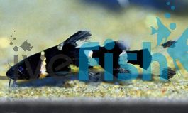 bumblebee catfish max size