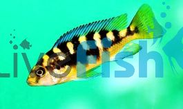 pseudotropheus crabro