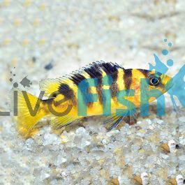 pseudotropheus crabro