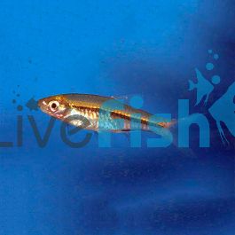Red Tail Rasbora Rasbora borapetensis delivered to your door in Australia