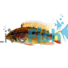 Apistogramma Viejita Red Neck 4cm | Fast Delivery Australia-wide