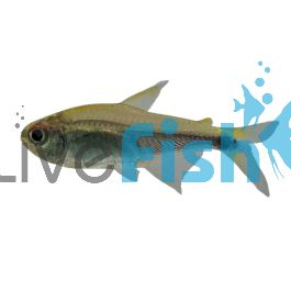 Rio Metae Purple Tetra - Wild Caught 3cm "Delivered to your door in ...