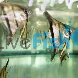 Amapa Red Back - Scalare Angelfish 4cm "Delivered to your door in ...