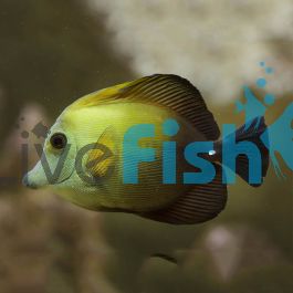 Scopas Tang "delivered to your door in Australia"