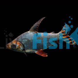 Flagtail Prochilodus Silver - Wild Caught 7cm "Delivered to your door ...