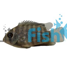 Severum Blue 5cm "Delivered to your door in Australia''