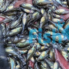 25x Silver Perch 3-4cm "Delivered to your door in Australia''