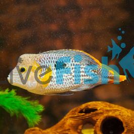 Silver Saum 5cm - Aequidens Rivulatus White Edged