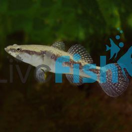 Sleepy Cod 9cm "Delivered to your door in Australia''