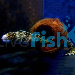 Eel Snowflakes Moray MED "Delivered to your door in Australia''