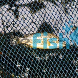 12x Spangled Perch 5-6cm "Delivered to your door in Australia''