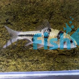 Spanner Barb Barbodes lateristriga Delivered to your door in Australia