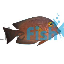 Squaretail Bristletooth Tang - Large "Delivered to your door in Australia''