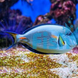 acanthurus sohal size