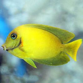 Tang Yellow Mimic - Large "Delivered to your door in Australia''