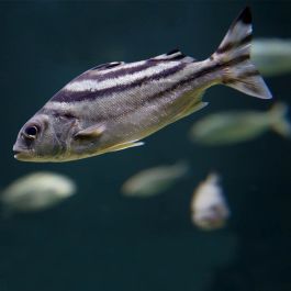 Target Fish - Brackish 6cm "Delivered to your door in Australia''