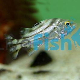 Target Fish - Brackish 4cm "Delivered to your door in Australia''