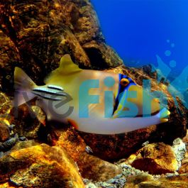 reef triggerfish lifespan